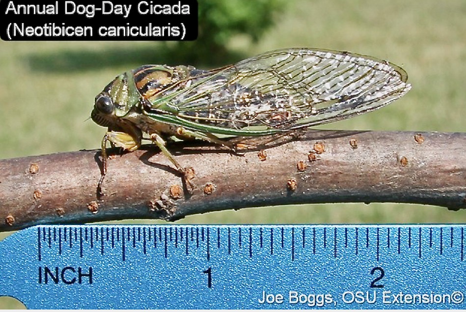 Cicadas